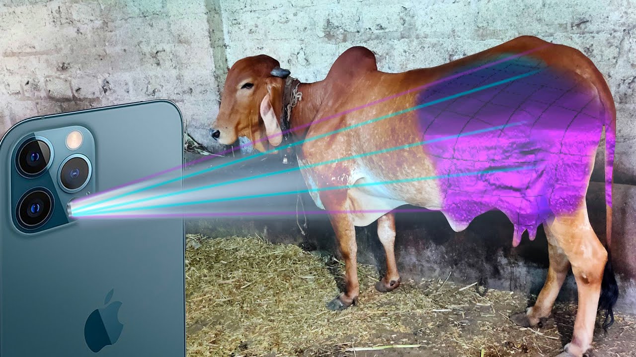 We Scanned COW in iPhone 12 LiDAR Scanner - Instant 3d Scan - YouTube