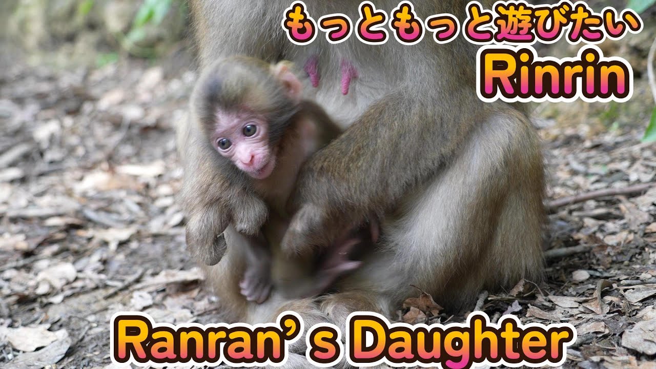 【赤ちゃん・ニホンザル・4K動画】Ranran’sDaughter Rinrin 娘ちゃんは遊びたい - YouTube