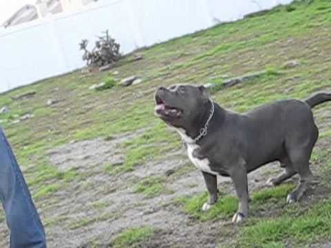 Extreme Bully Pitbull - Blue American Bully Pit - MR. BAM BAM at 2 1/2 ...