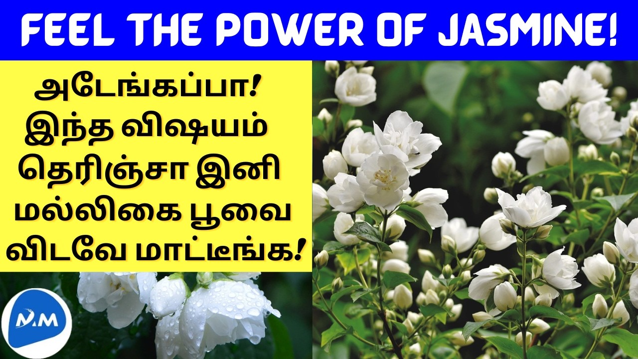 மணத்தால் மயக்கும் மல்லிகைப் பூவின் மகத்தான பயன்கள்! | Jasmine Flowers ...