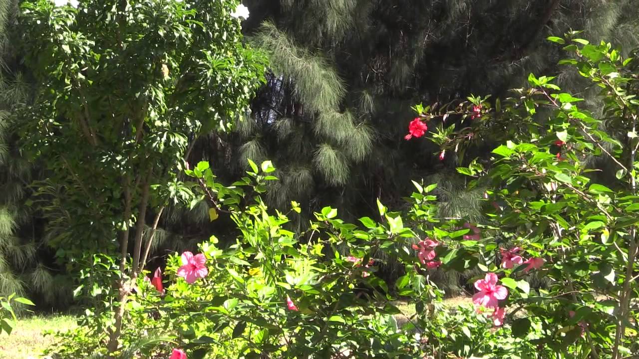 Flowers at Calypso Garden, Eleuthera, - YouTube