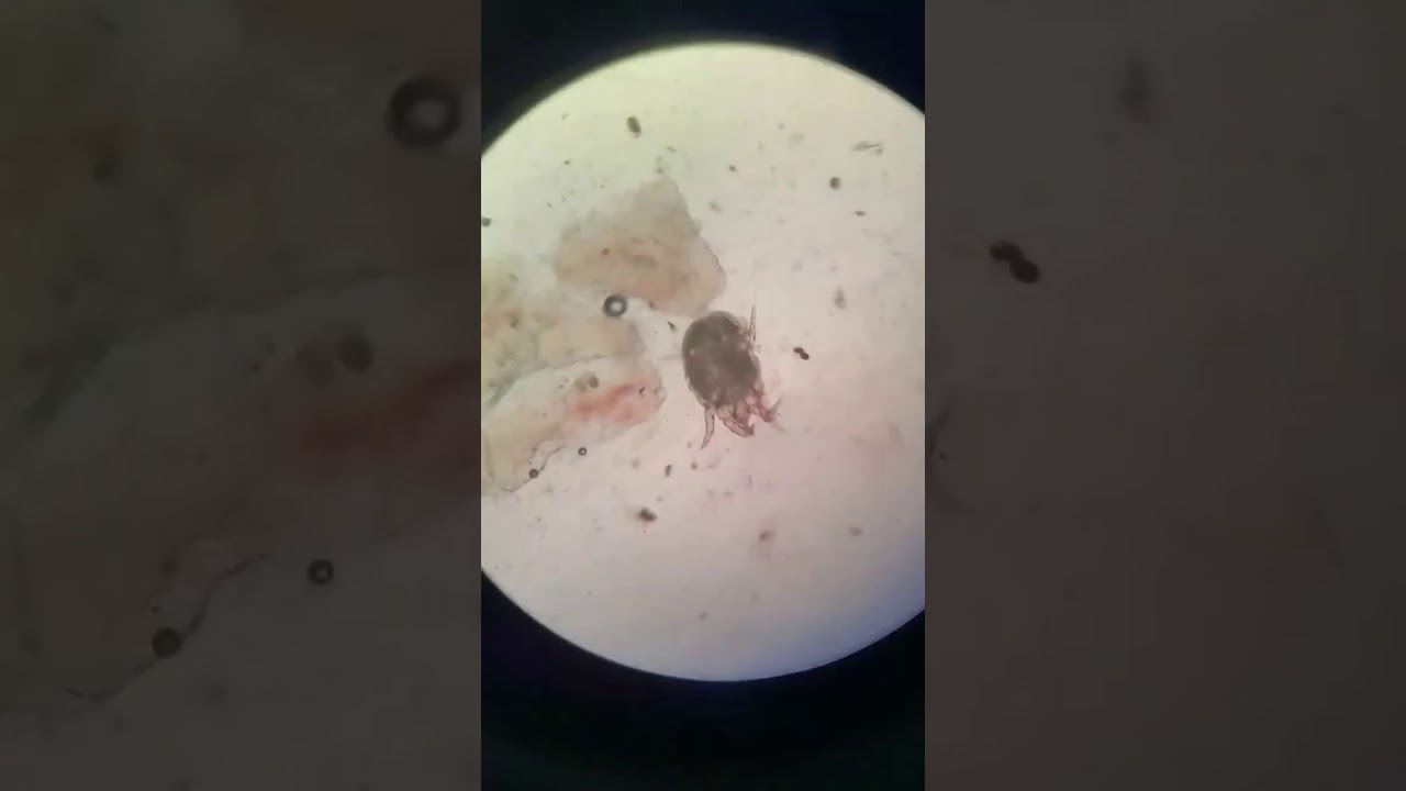Ear mites in a rabbit - Veterinary Video - YouTube