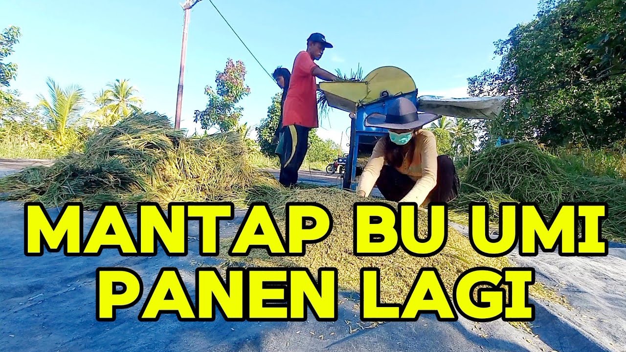 PAK JUMIRAN MERONTOK PADI BERSAMA BU UMI - YouTube