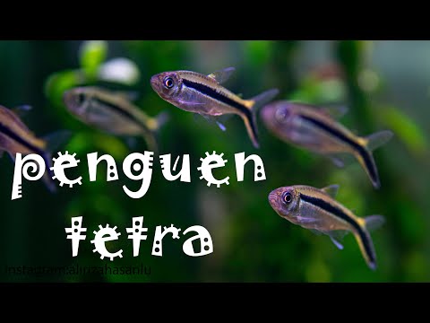 PENGUEN TETRA BALIĞI ALDIM! (Penguin Fish Thayeria Boehlkei) BALIK ALIRKEN BİLMEMİZ GEREKENLER!