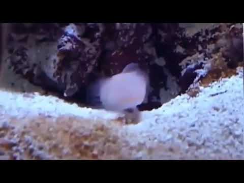 Tüküren balık-1 Çarşamba şivesi