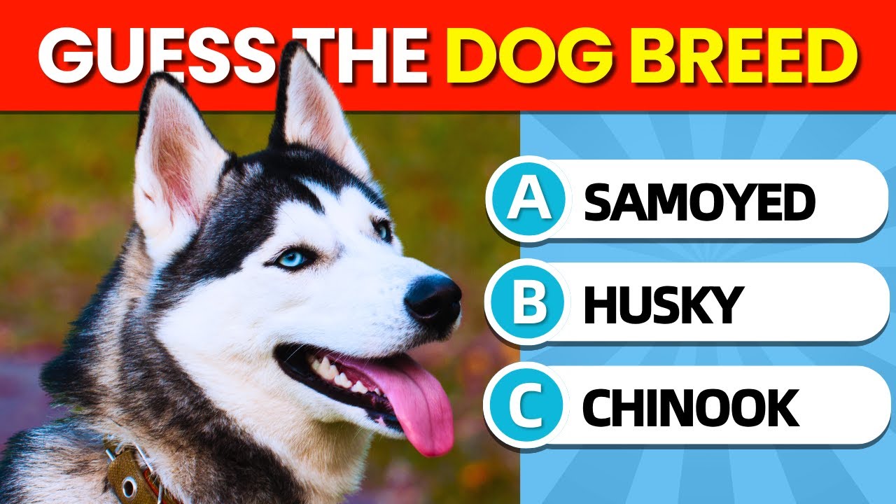 Can You Guess the Dog Breed? Ultimate Dog Breed Quiz Challenge! - YouTube