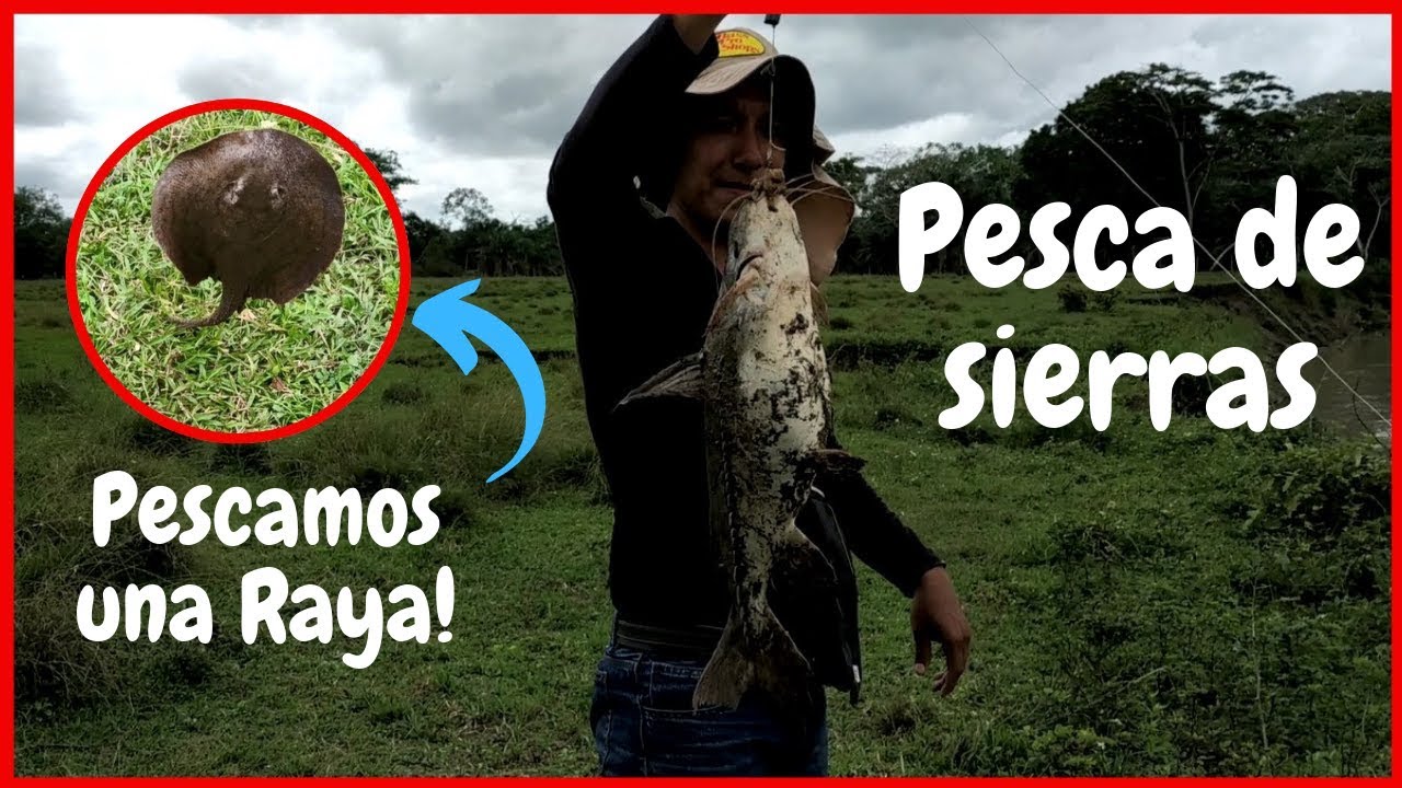 como pescar con lombriz chillona, como pescar sierra , como pescar ...