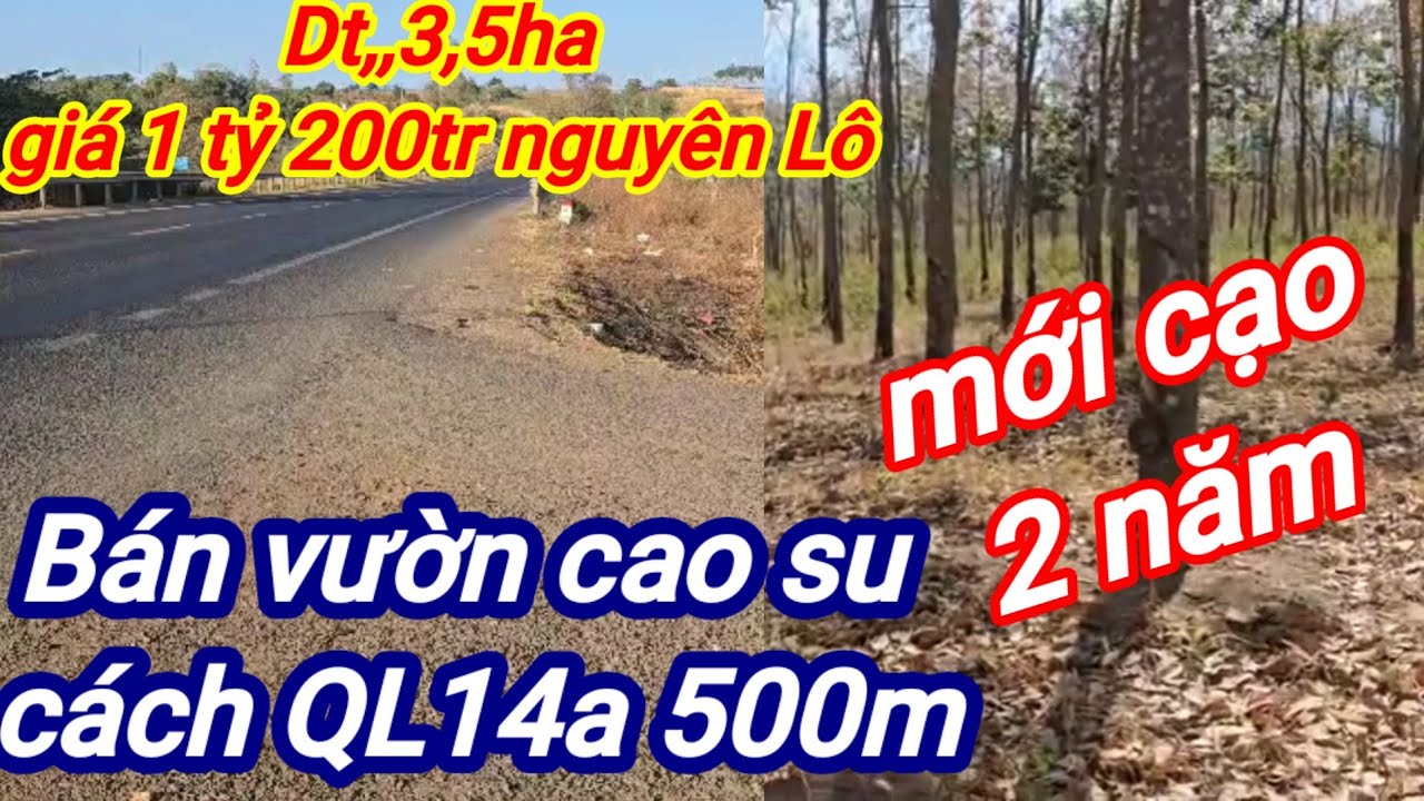 Bán vườn 3,5ha cao su (mới cạo) cách QL14a 500m giá 1 tỷ 200tr nguyên ...