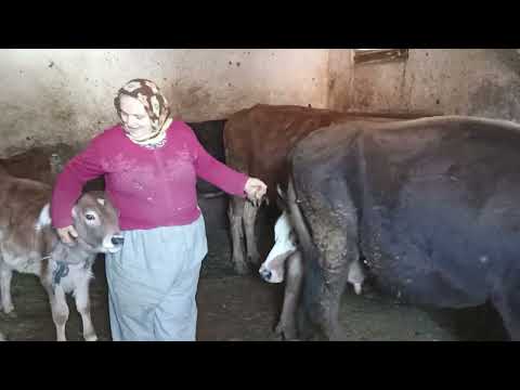 ANNEMİN YENİ BUZAĞIYA İLGİSİ.GÜNLÜK KÖY İŞLERİ#mera#trabzon#köyhayatı#köy#jersey#köy#hayvancılık