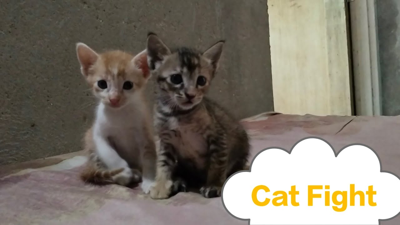Cat Fight | Baby Cat Fight | Animal Lover #viral - YouTube