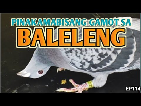 PINAKAMABISANG GAMOT SA BALELENG NG KALAPATI? | 200 KM SUMMER INIT HARD ...