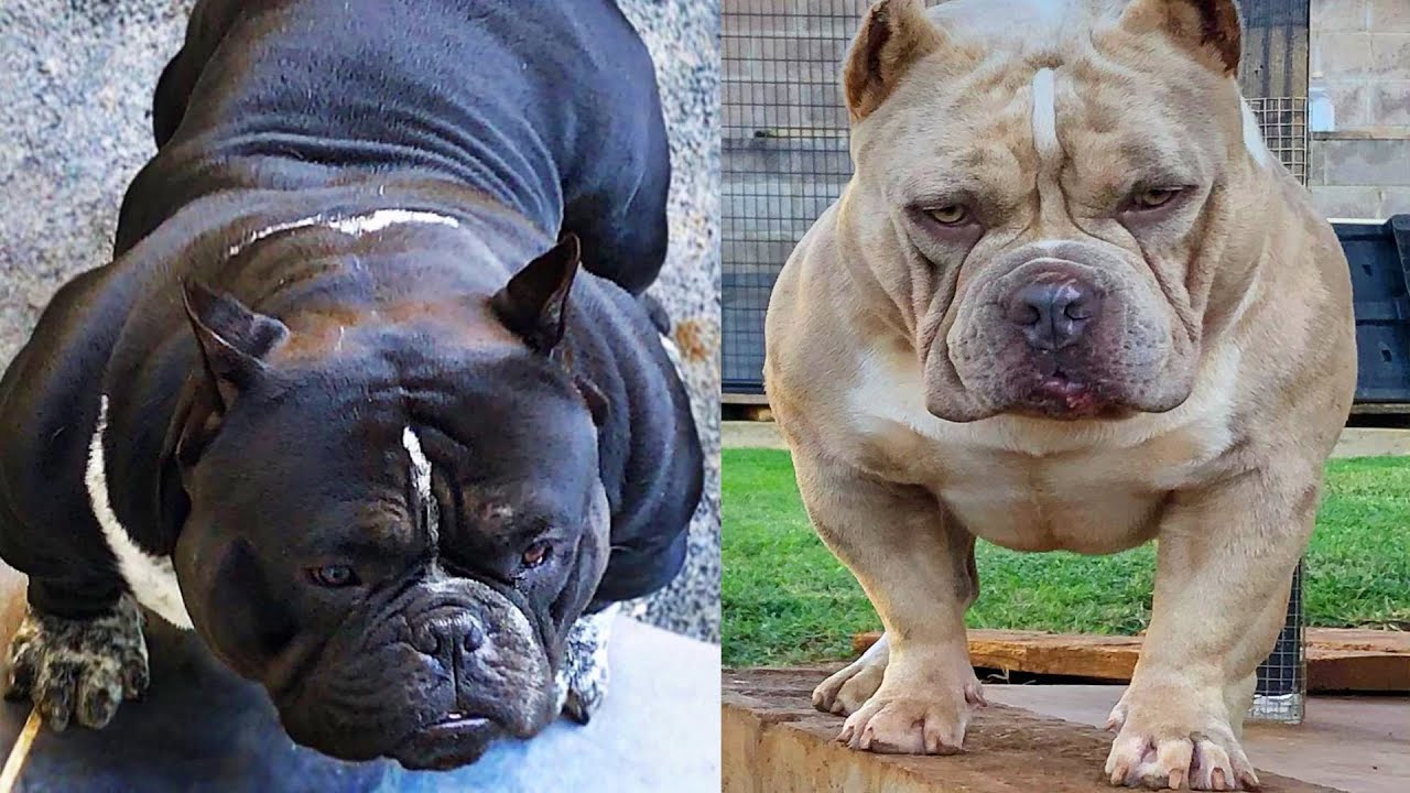 SUPER MUSCLE DOGS! Amazing Pitbull & American - Exotic Bully ...