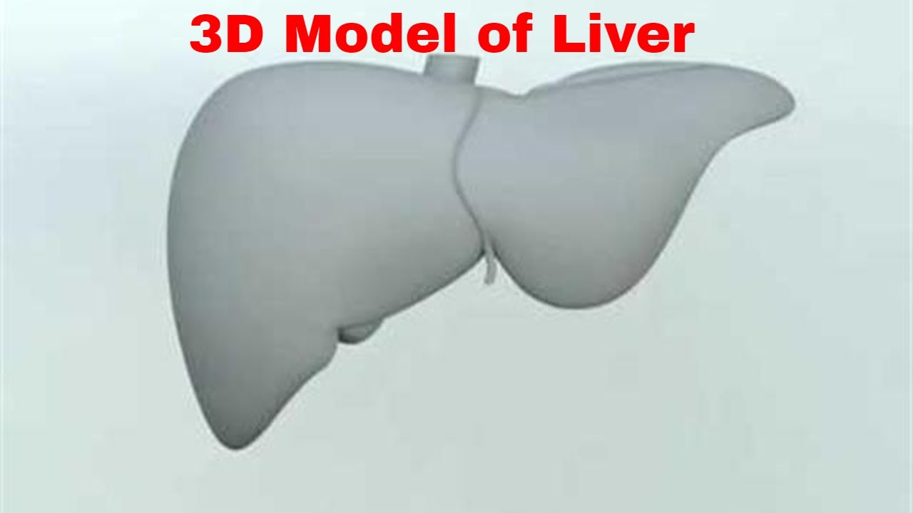 3D Model of Liver Review - YouTube