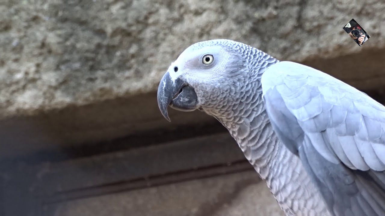 Le Gris du Gabon est un bon parleur - Zoo d'Upie - Drôme -- France ...