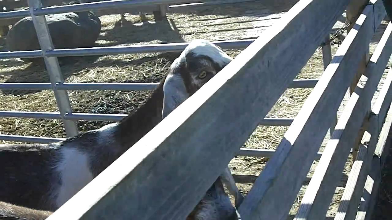 Goat eats fingers (viewer discretion advised) - YouTube