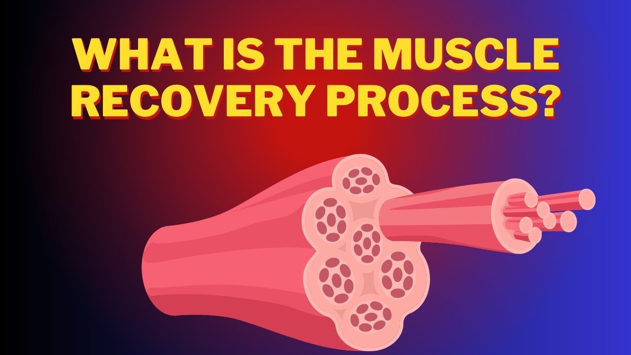 What is the muscle recovery process? - YouTube