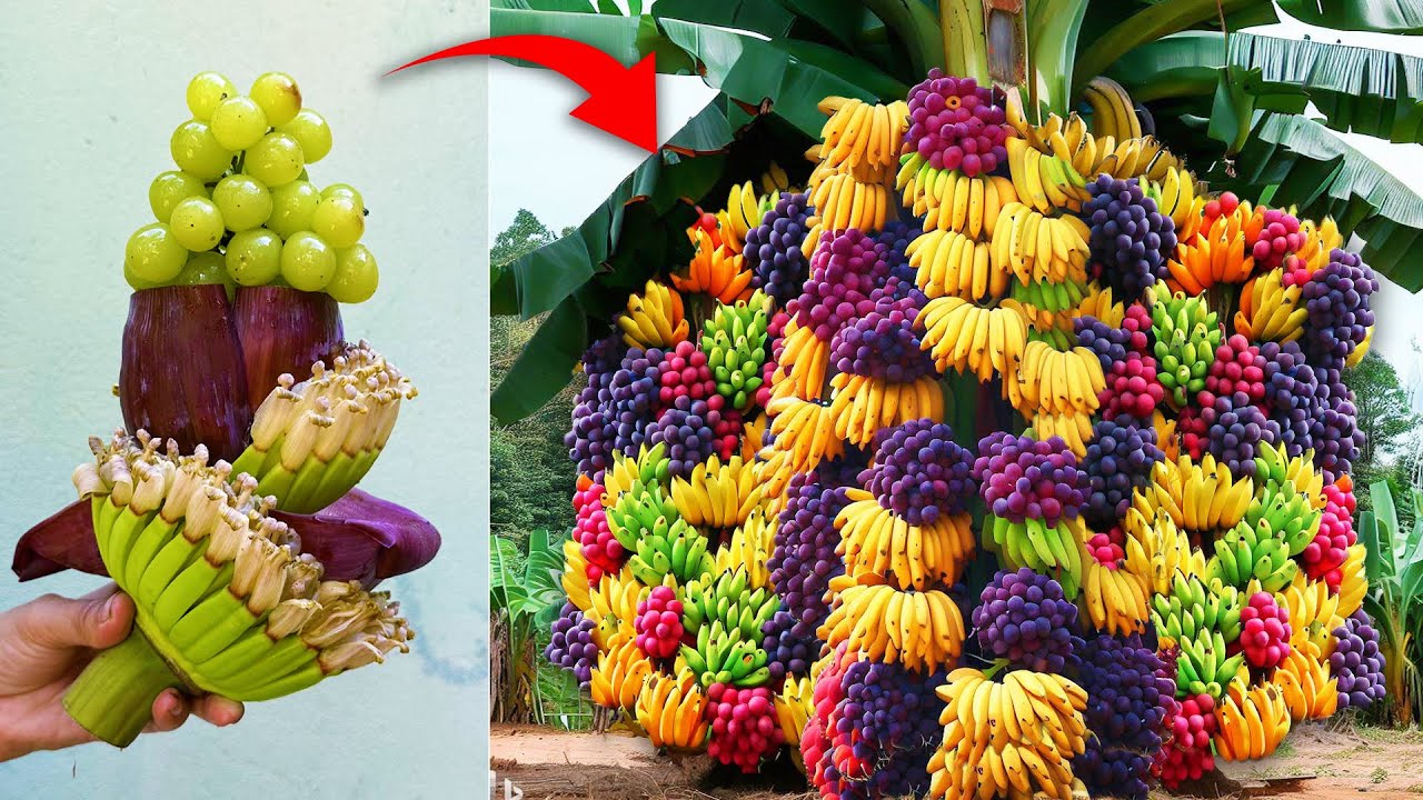 Techniques for Grafting Banana with Grapes Fruit To Get Amazing Fruit ...