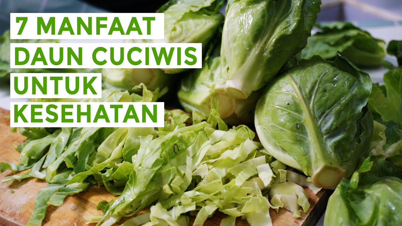 Inilah 7 Manfaat Daun Cuciwis untuk Kesehatan - YouTube