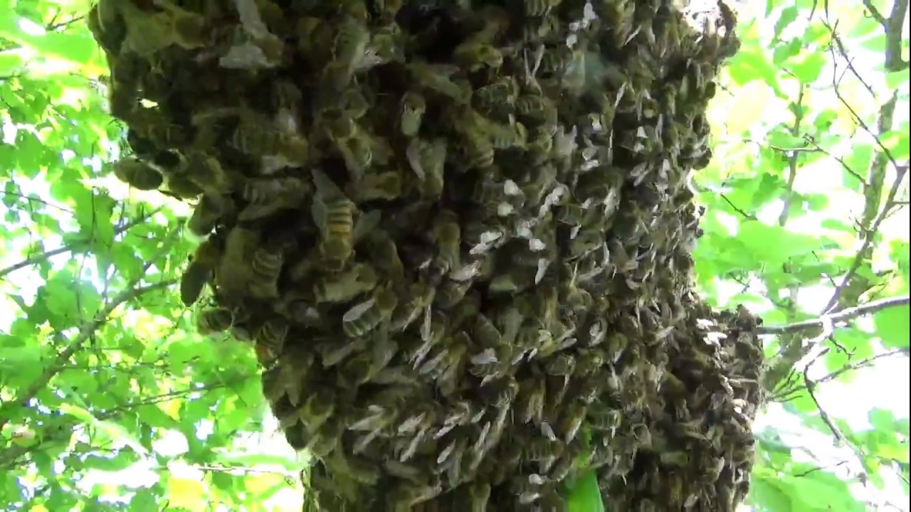 Petit Essaimage d'Abeilles à domicile - YouTube