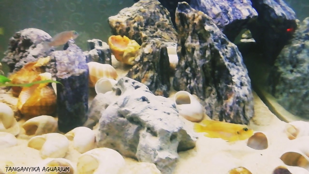 Tanganyika karma (similis, Brevis, ocellatus gold, Ornatipinnis, calvus ...