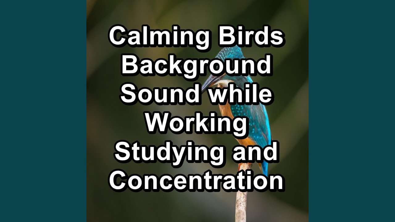 Calming Birds For Studying To Loop for 10 Hours - YouTube Music