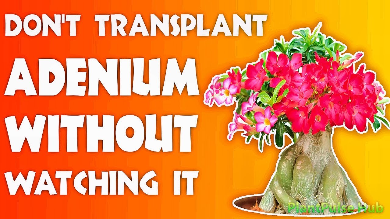 How to Repot Adeniums: A Complete Step-by-Step Guide | PlantPulse Hub ...