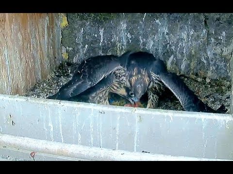 A Mantling Masterclass at Great Spirit Bluff Falcons. 11.46 / 19 June ...