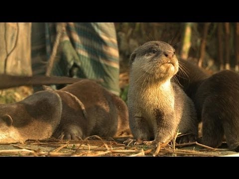 Bangladesh otter fishing tradition faces extinction - YouTube