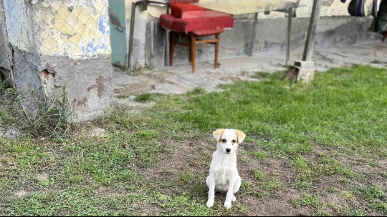 This poor puppy was found on the street - YouTube