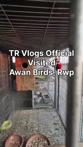 Meet the Beautiful Rozilla Birds | Big Parrots | Birds Hobby #birds # ...
