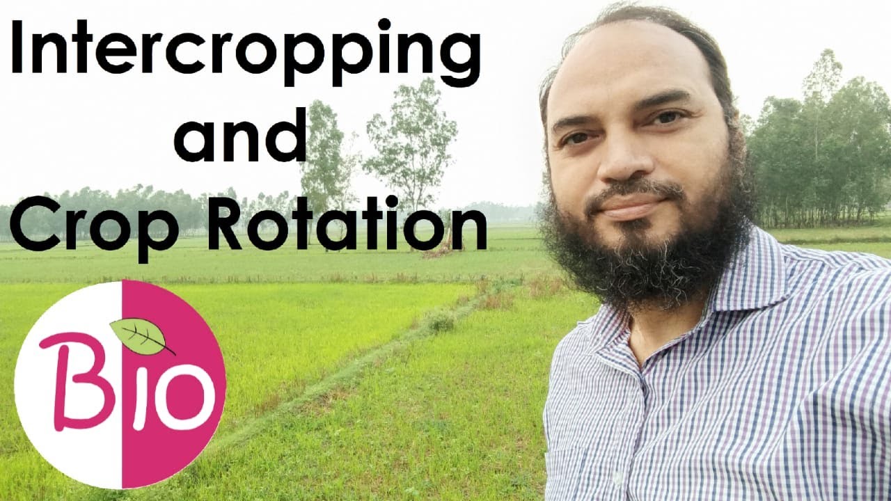Difference in Crop Rotation and Intercropping by Simply The Best BIO ...