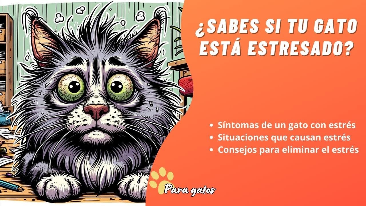 Gato Estresado Qué Hacer Si Un Gato Está Estresado? Cómo Calmar A