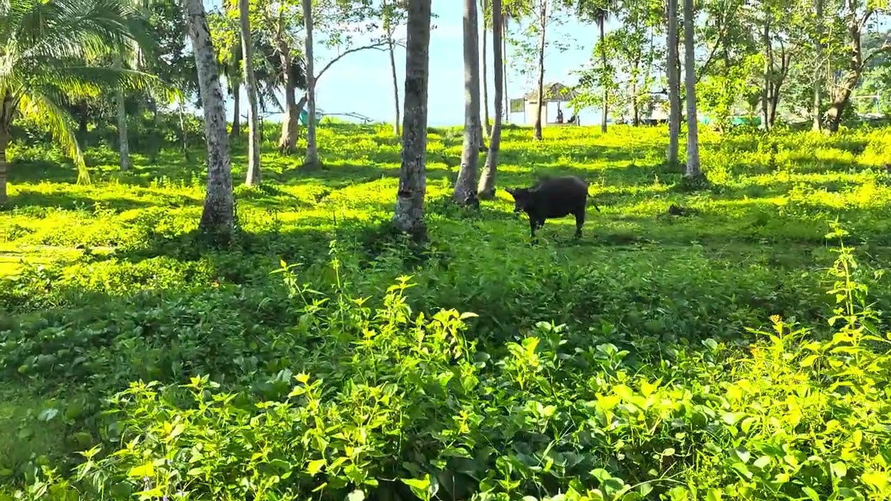 POCO F5 PRO HDR 4K60FPS SAMPLE VIDEO