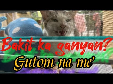 Mijo boy and the pritong isda Baw. - YouTube