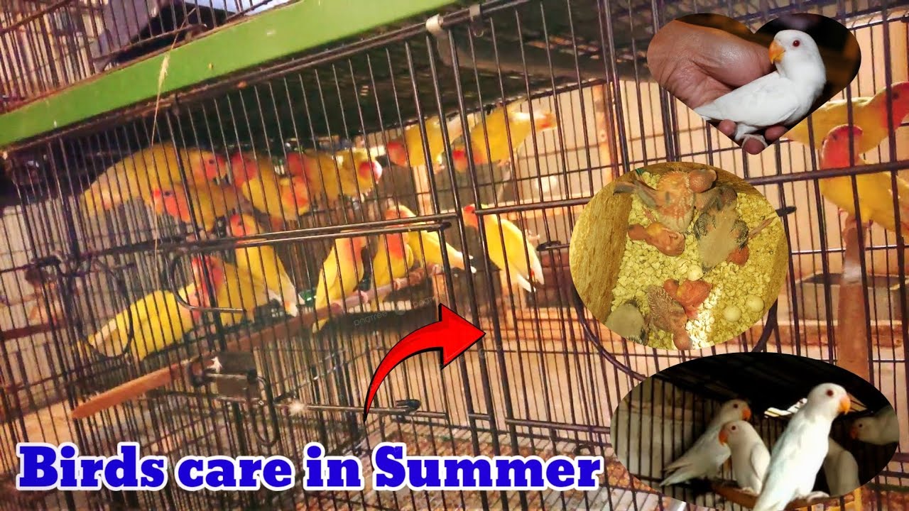 how to take care love birds in summer | all birds summer care tips ...