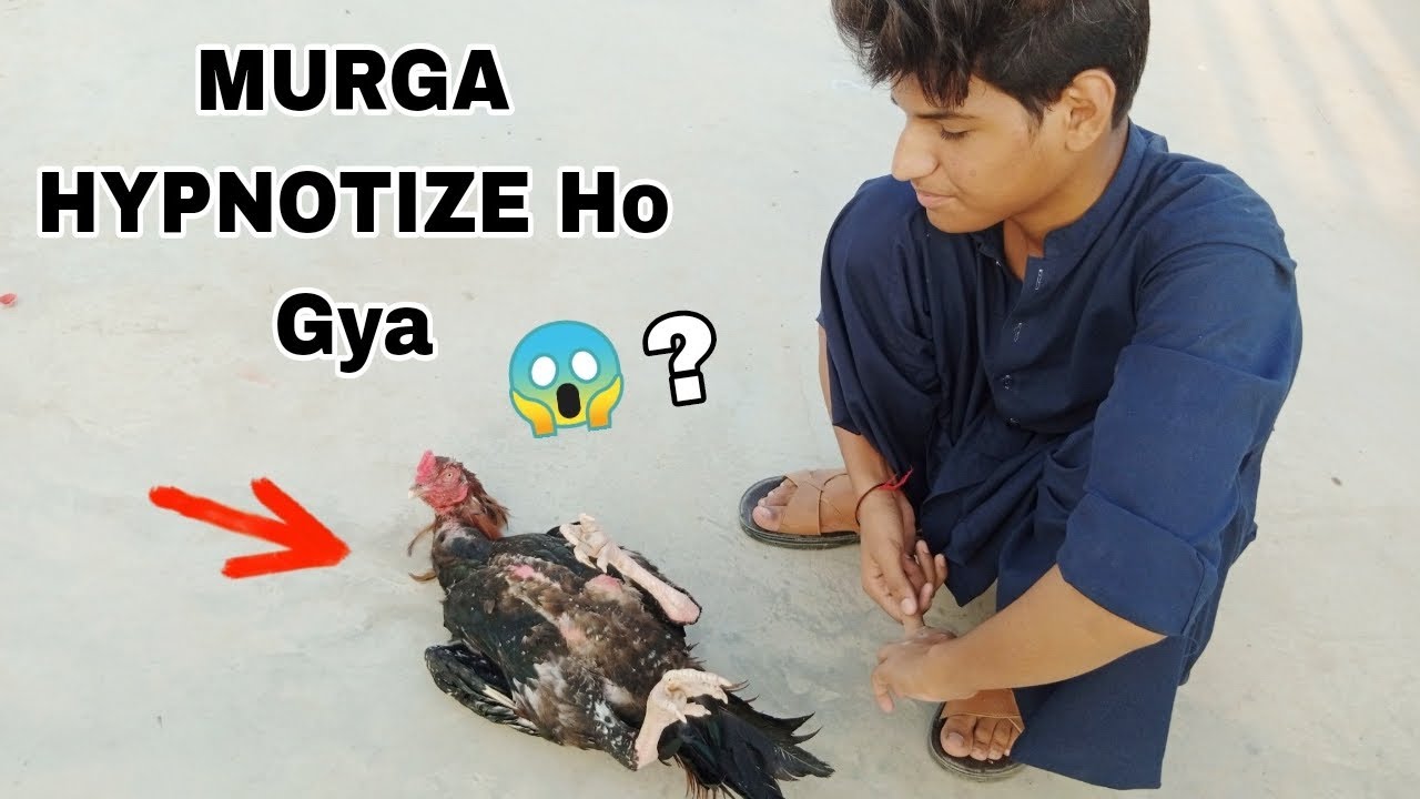 how to Hypnotize chicken 😲 - YouTube