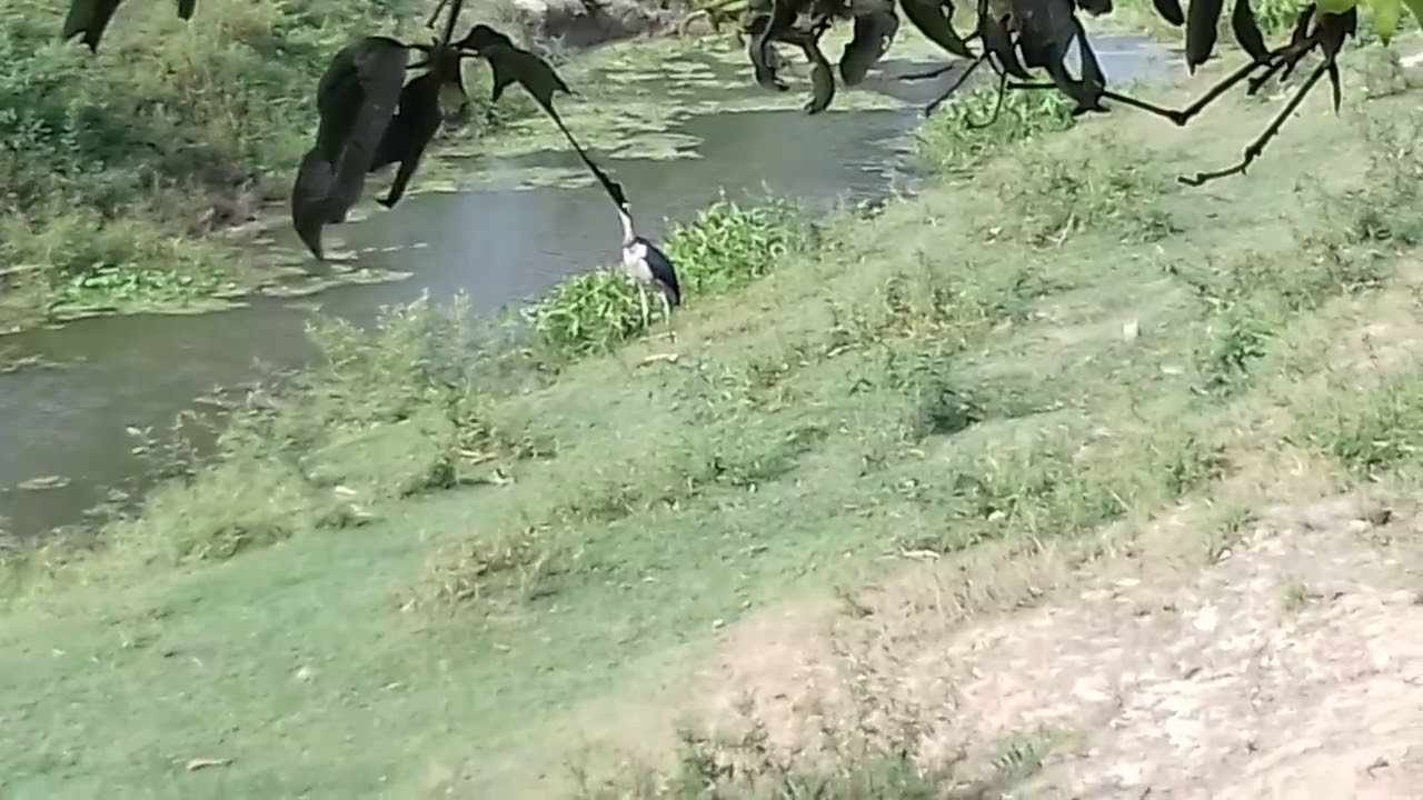 Ratwa pakshi {bird) bihar ka behtarin, सुंदर पक्षी, World wide - YouTube