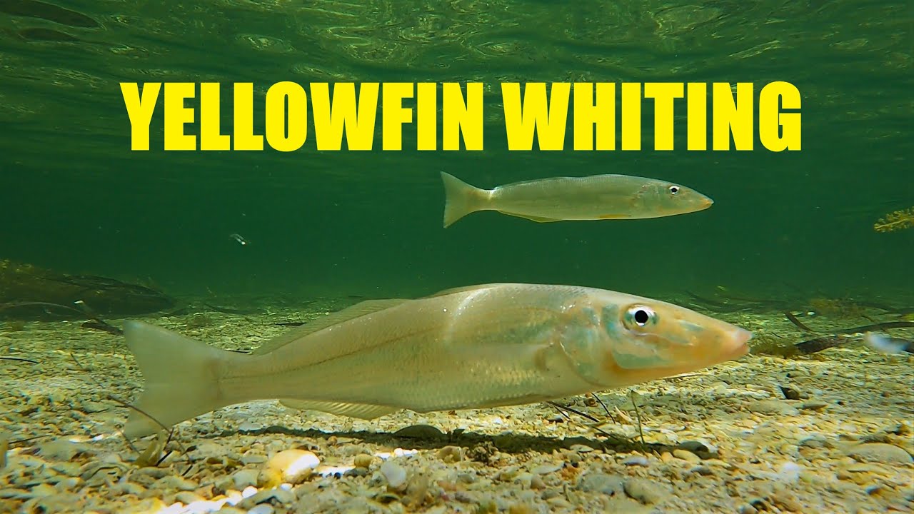 YELLOWFIN WHITING - on fish cam - YouTube
