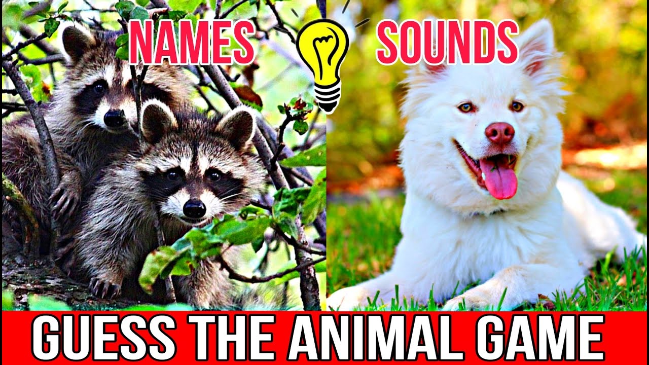 Game Guess Animal Sounds with pictures at the Zoo Knowledge Test ...
