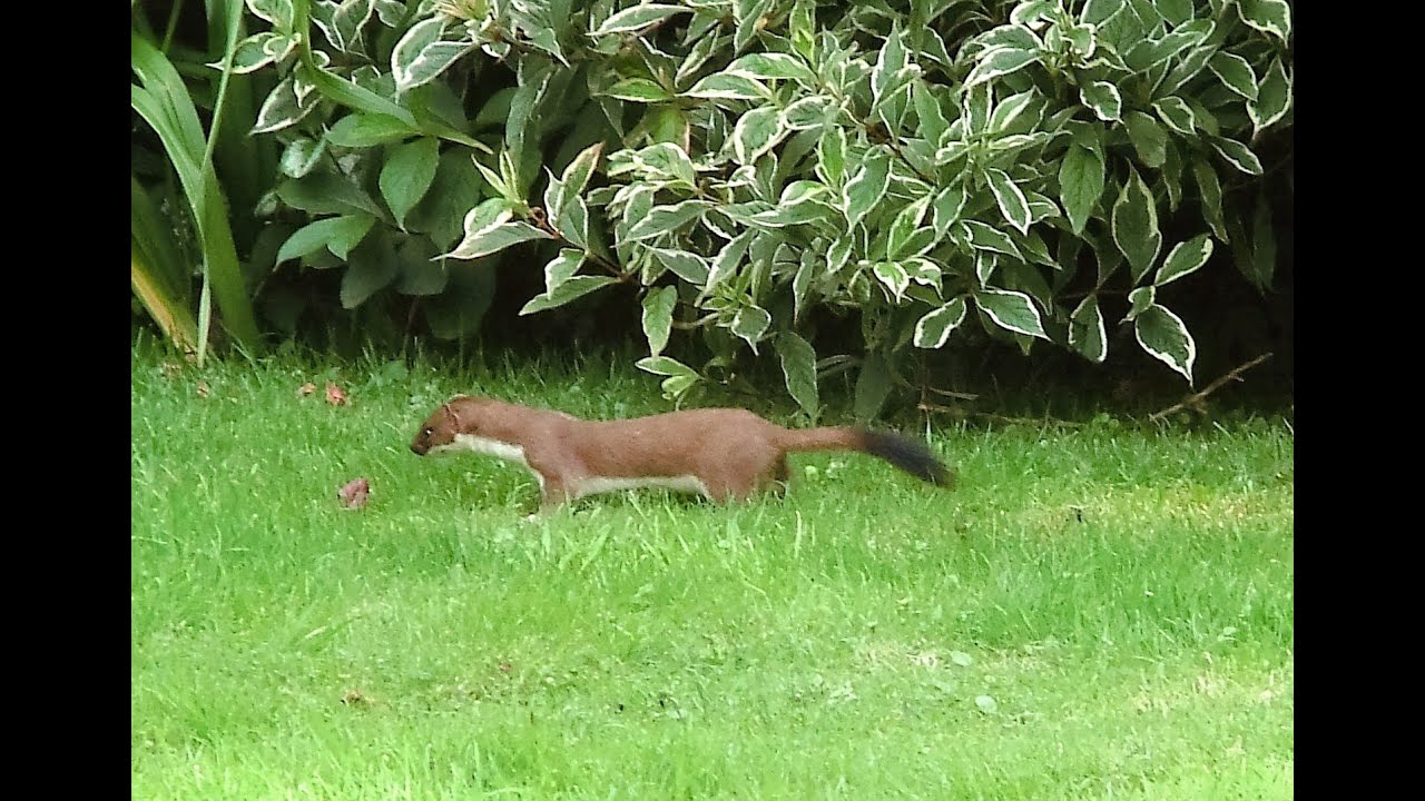 Stoats - Fun in the mist - YouTube