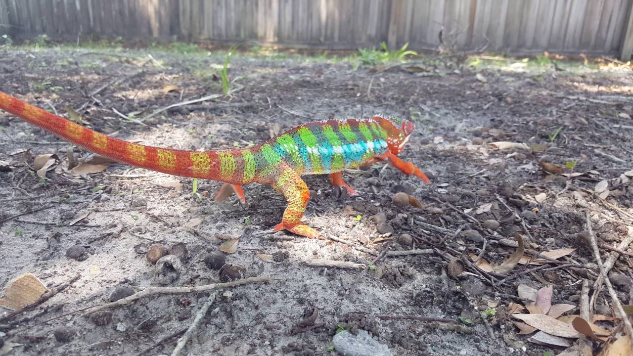 Panther Chameleon Walking Outside - YouTube