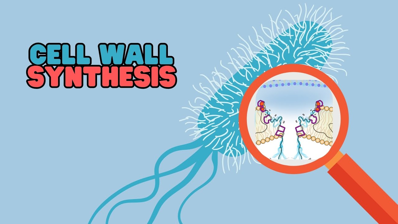 The Vital Role and Build Up of The Bacterial Cell Wall - YouTube
