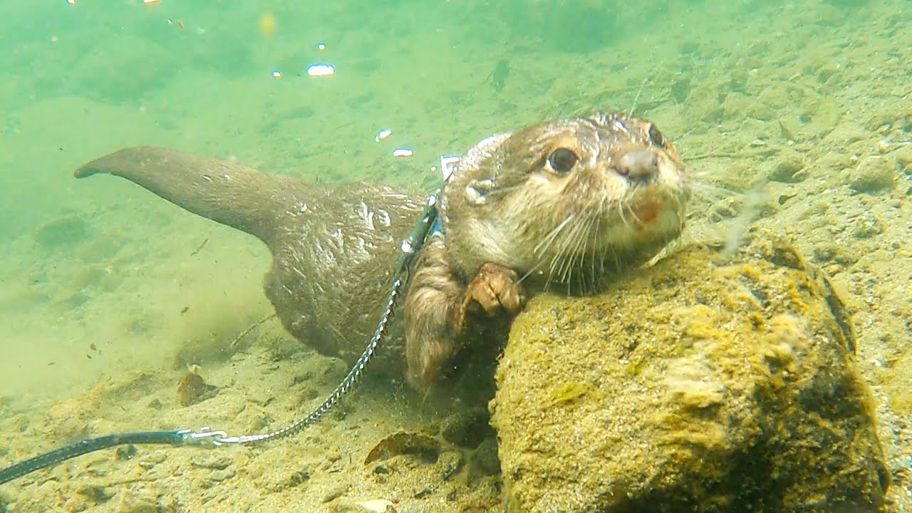 Little by little, the otter is getting better and better at swimming ...