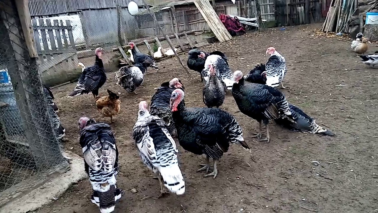 Pasari si animale de curte - YouTube