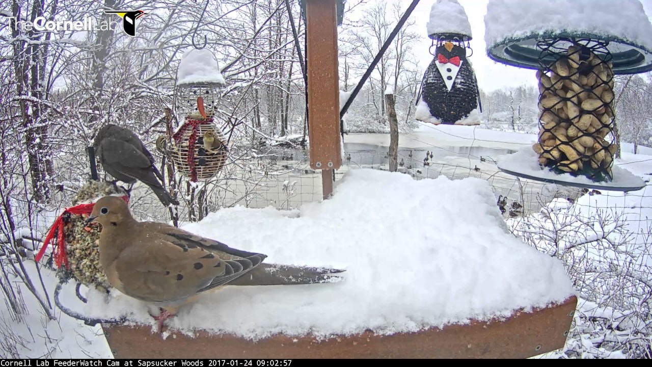 Brown-headed Cowbird – Cornell Feeders – Jan. 24, 2017 - YouTube