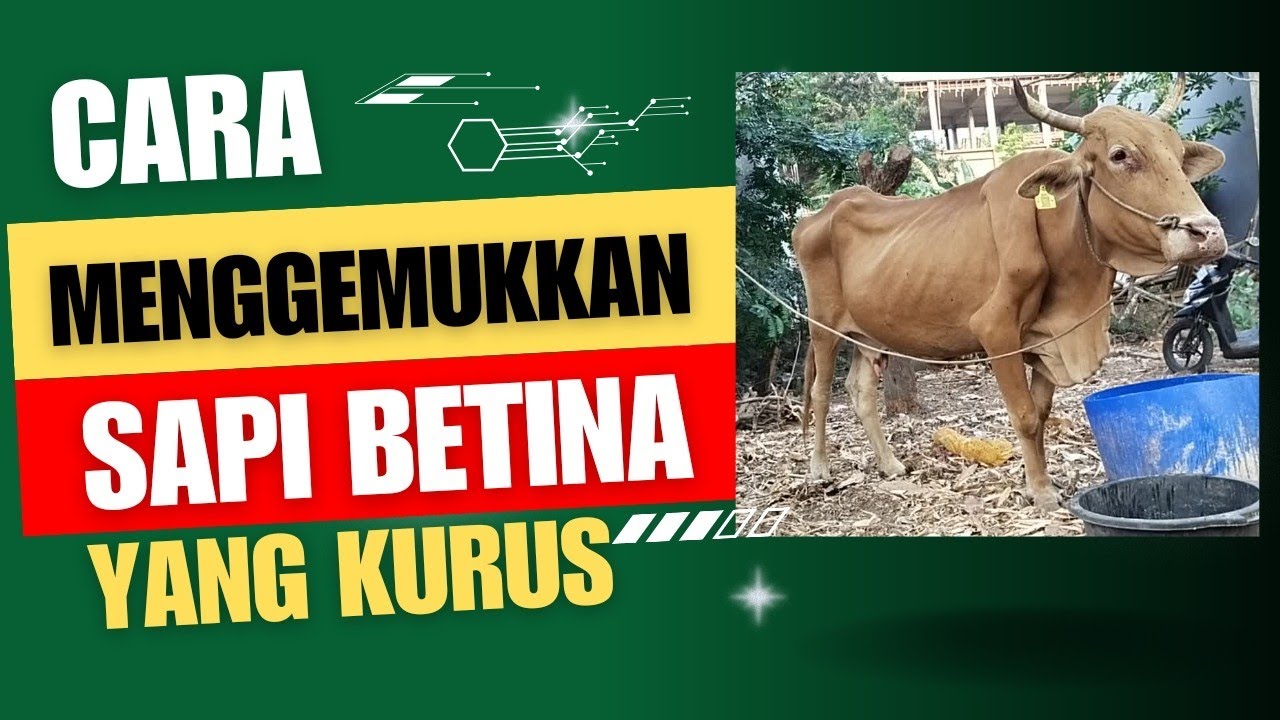 Cara Menggemukan Sapi Betina Yang Kurus - YouTube