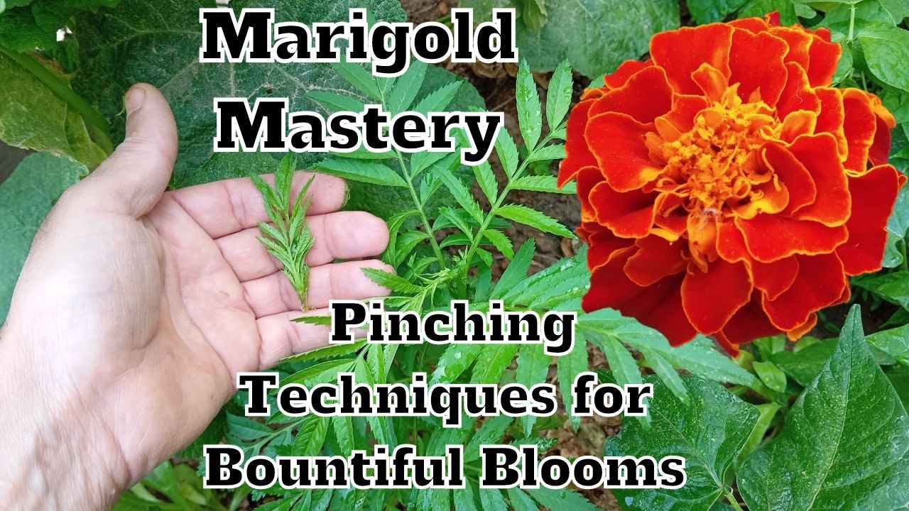 Marigold Mastery: Pinching Techniques for Bountiful Blooms 🌻#marigold # ...