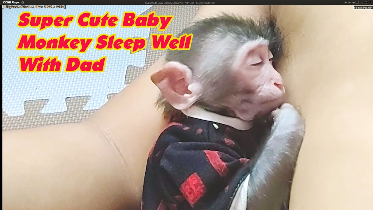 Super Cute Baby Monkey Sleep Well With Dad - Monkey Cute - YouTube