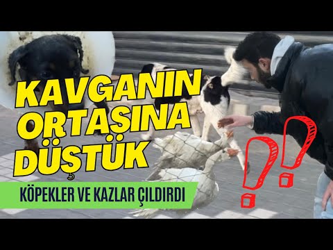 DOBERMAN KULAK ESTETİĞİ! KÖPEKLER BİRBİRİNE GİRDİ! KAZ VE ÖRDEKLERLE TANIŞIN!