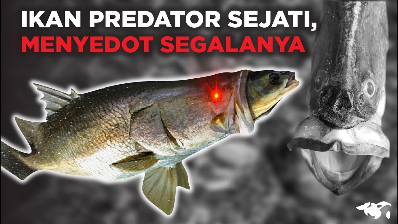 EKSISTENSI IKAN BARRAMUNDI SEBAGAI IKAN HIAS PREDATOR SEJATI, MENYEDOT ...